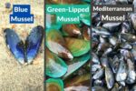 Kitchen Tips : How To Clean Mussels And Debeard Mussels