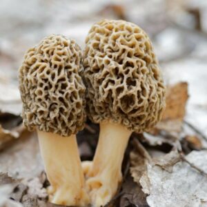 What are morel mushrooms? How to use morel mushrooms