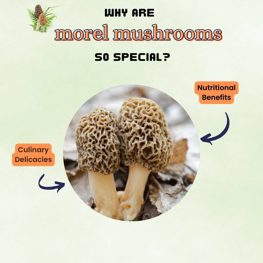 What are morel mushrooms? How to use morel mushrooms