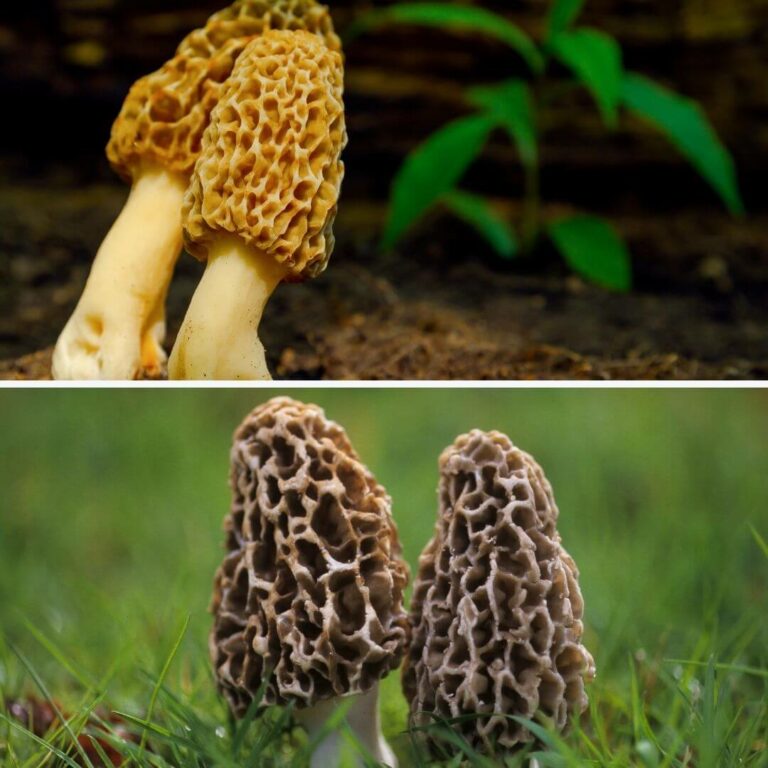 What are morel mushrooms? How to use morel mushrooms