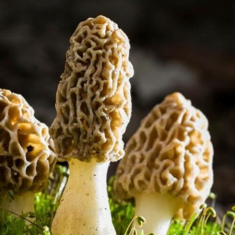 What are morel mushrooms? How to use morel mushrooms