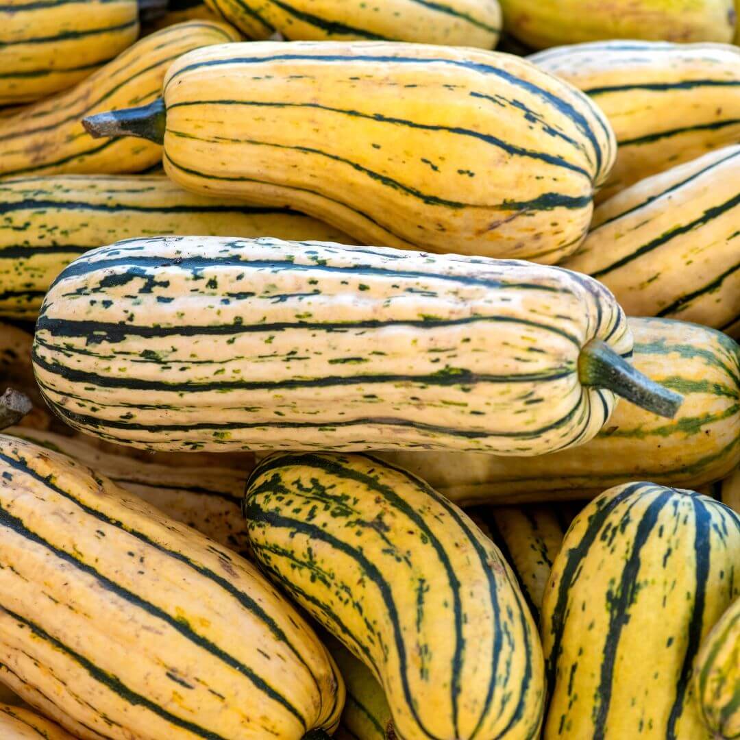 Types of Squash ( Summer & Winter Squash ) : How to cook – Recipes Of Home