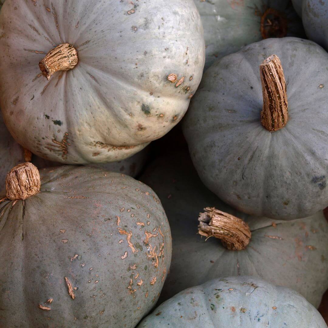 Types Of Squash ( Summer & Winter Squash ) : How To Cook