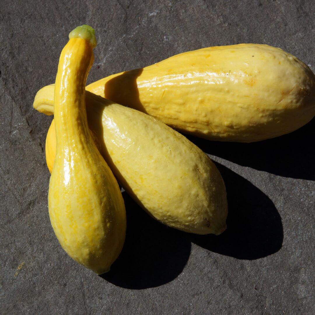 Types of Squash ( Summer & Winter Squash ) : How to cook