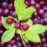 What Is a Huckleberry: Taste, Uses, Buying and Storing